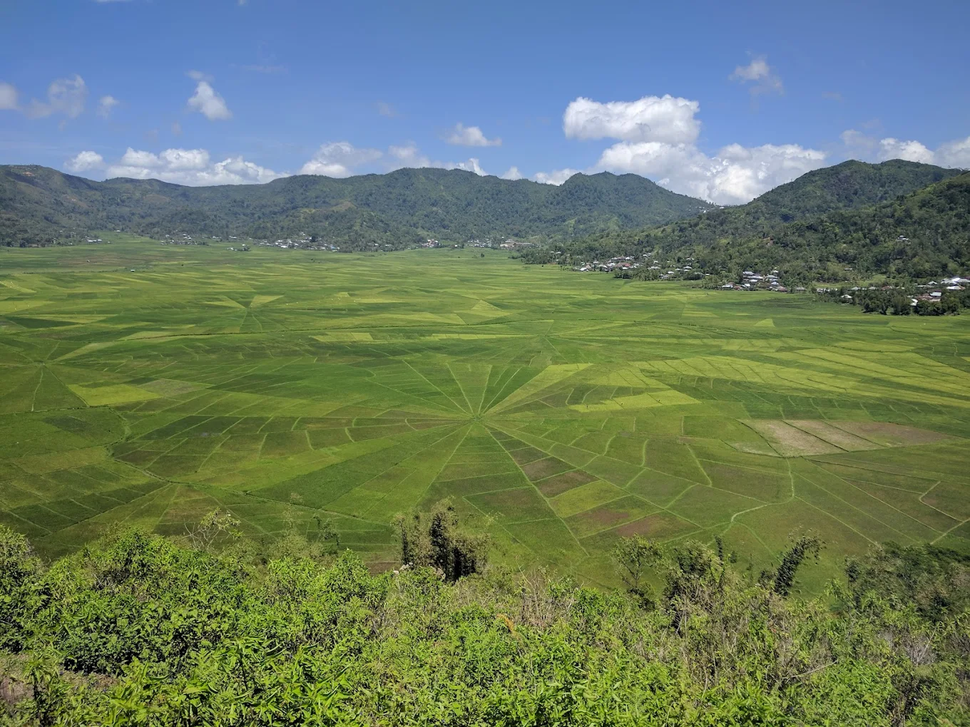 Spider Web Rice Field - Komodo Trekker - Komodo Trekker